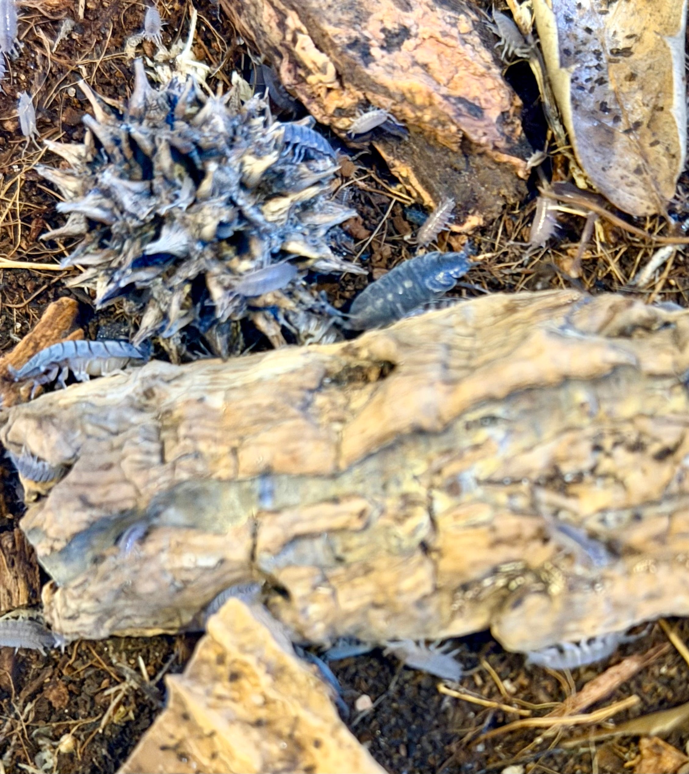 Lab-Cultured Isopods for Bioactive Terrariums | Microterra Labs
